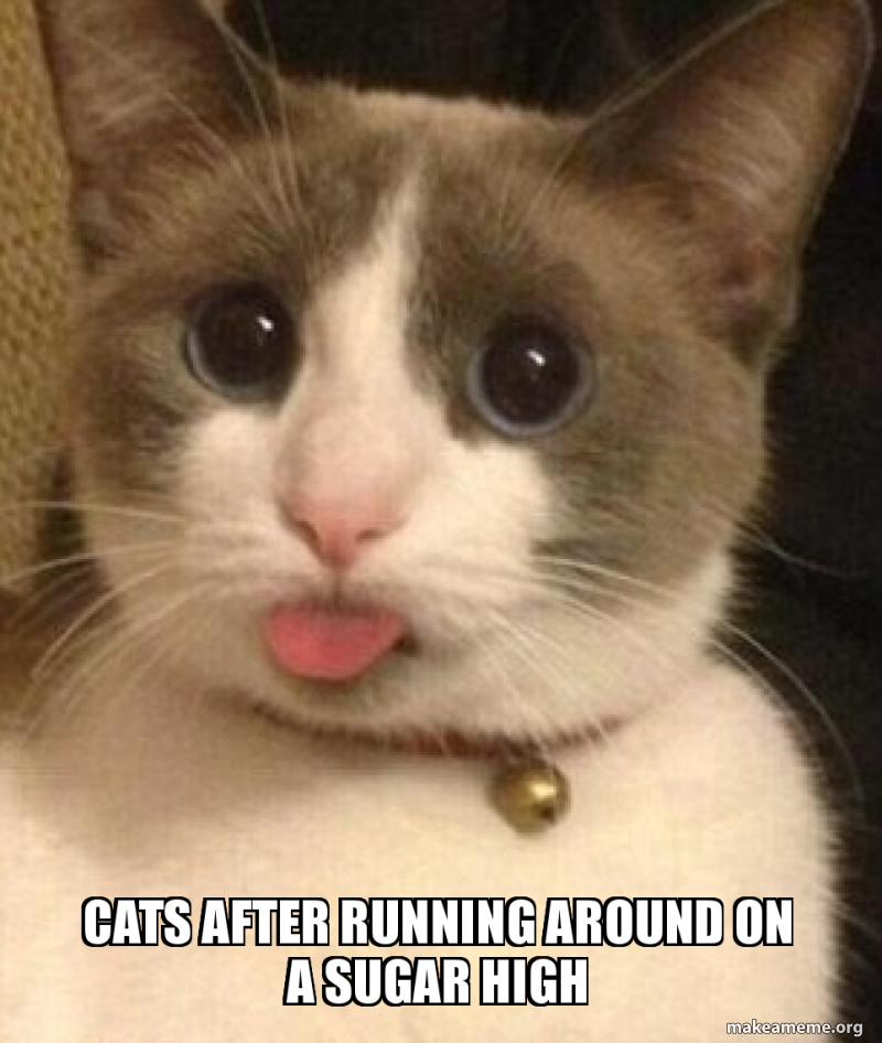cats after running around on a sugar high Meme Generator