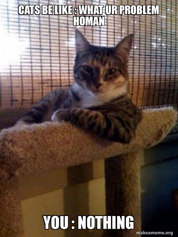 cats be like : what ur problem homan you : nothing - The Most ...