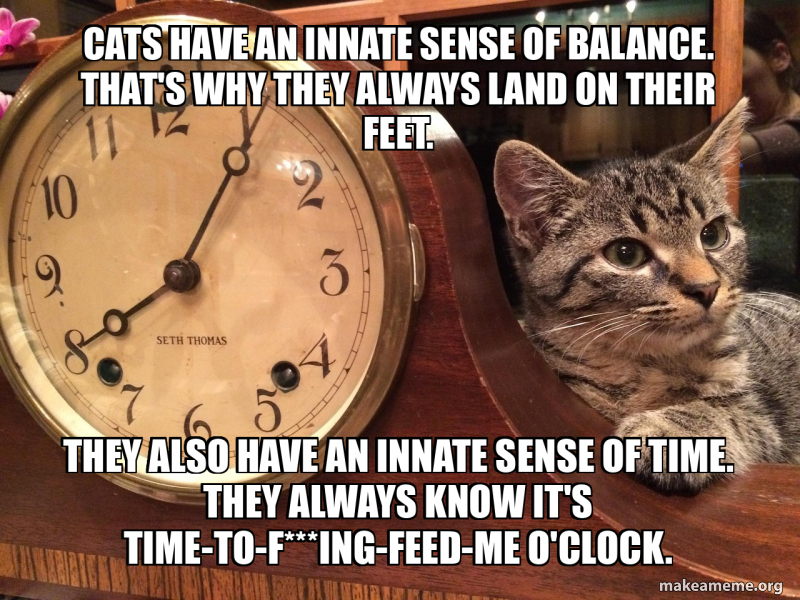 cats have an innate sense of balance. that's why they always land on ...