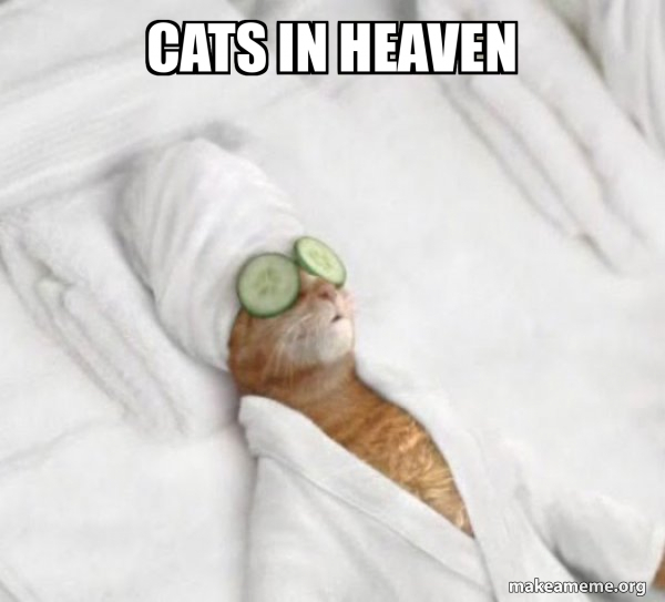 CATS IN HEAVEN - Pampered Cat Meme Meme Generator
