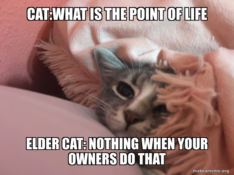 cat:what is the point of life elder cat: nothing when your owners do ...