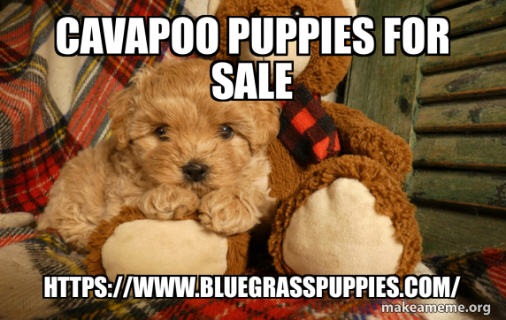Cavapoo Puppies for Sale https://www.bluegrasspuppies.com/ Meme Generator