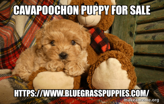 Cavapoochon Puppy for Sale https://www.bluegrasspuppies.com/ Meme Generator