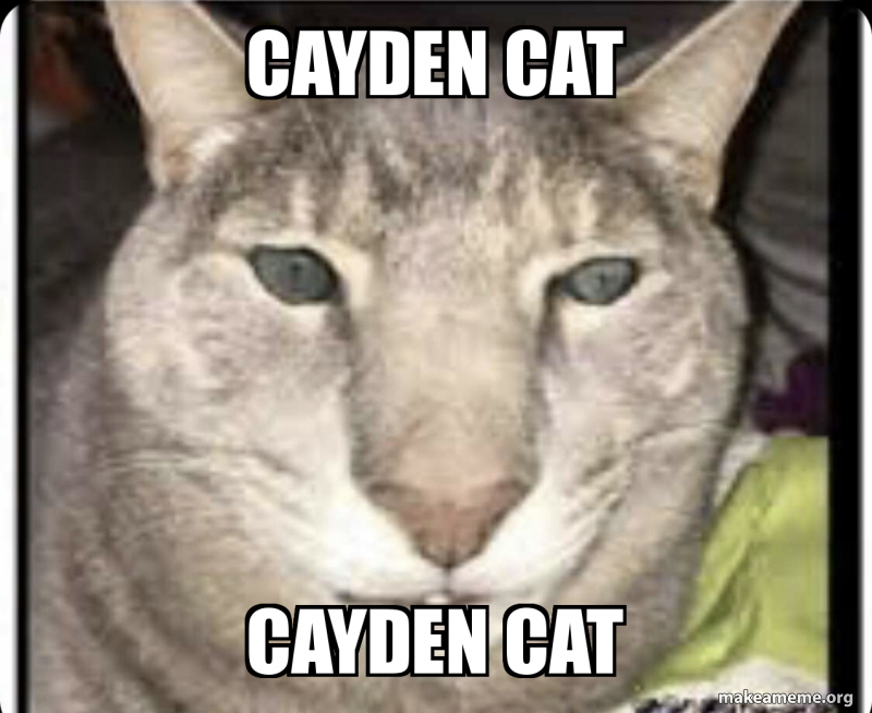 Cayden caT Cayden cat Meme Generator
