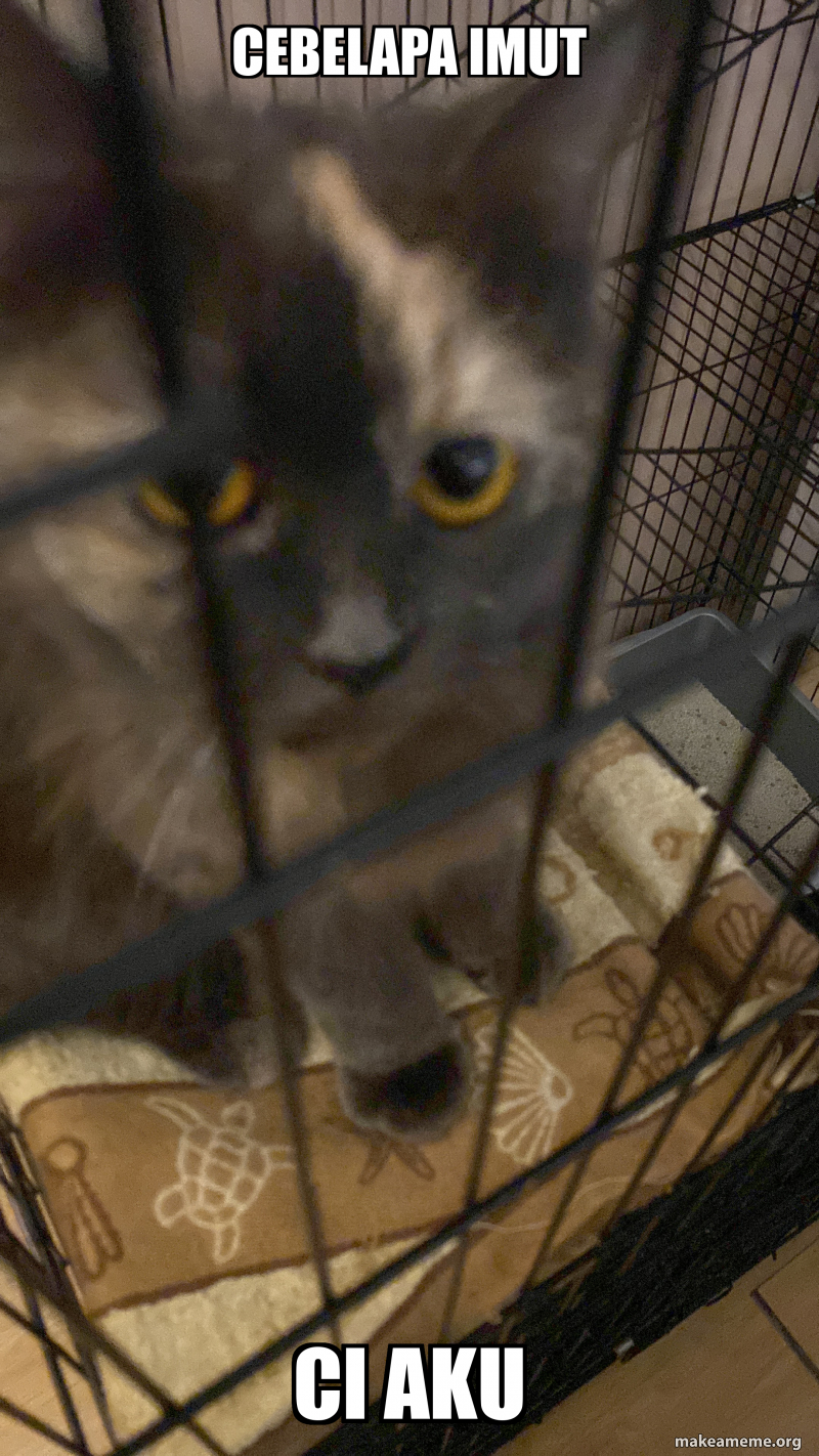 cebelapa imut ci aku Meme Generator