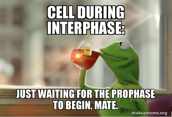 Cell During Interphase: Just Waiting for the Prophase to Begin, Mate ...