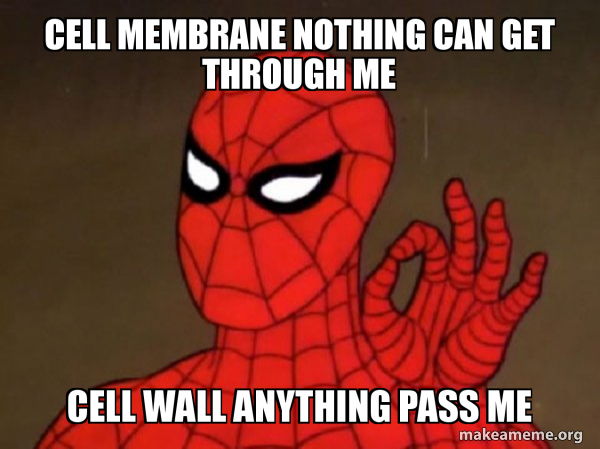 Cell Wall Memes Amazon.com: IPhone 14 I Eat Dry Wall Funny Cursed Cat