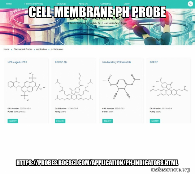 cell membrane ph probe https://probes.bocsci.com/application/ph ...