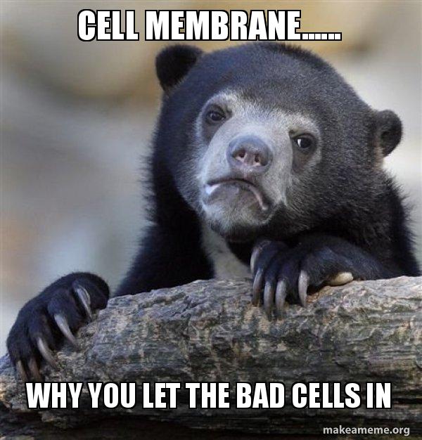 Cell Membrane...... Why You Let The Bad Cells In - Confession Bear Meme ...