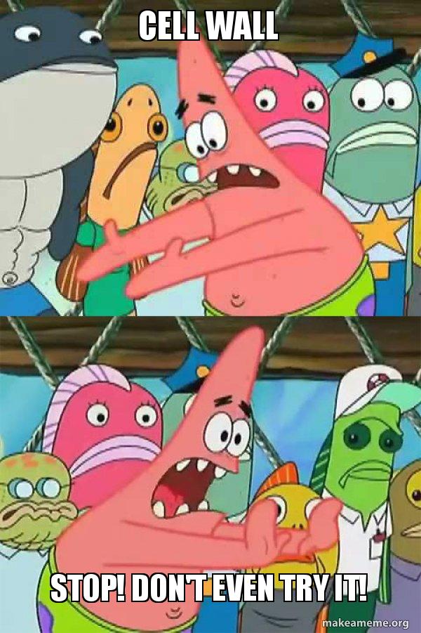 Cell Wall Memes Amazon.com: IPhone 14 I Eat Dry Wall Funny Cursed Cat