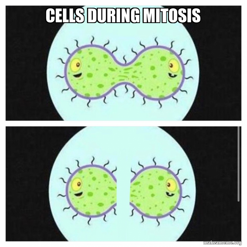 Cells during mitosis Meme Generator