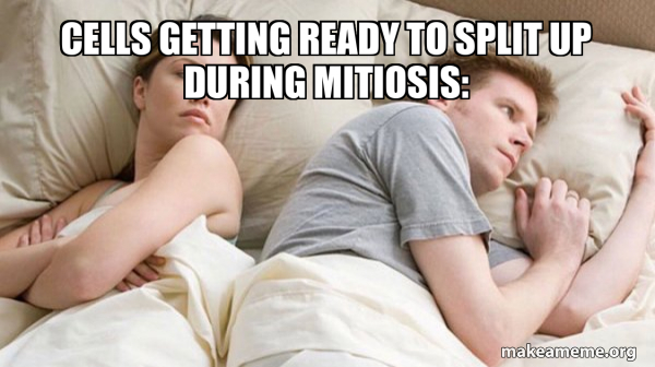 Cells Getting Ready To Split Up During Mitiosis Couple Thinking In Bed Meme Generator