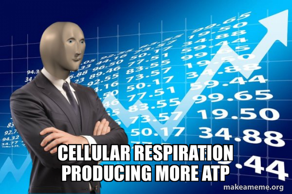 Cellular respiration producing more ATP - Stonks Only Go Up Meme Generator