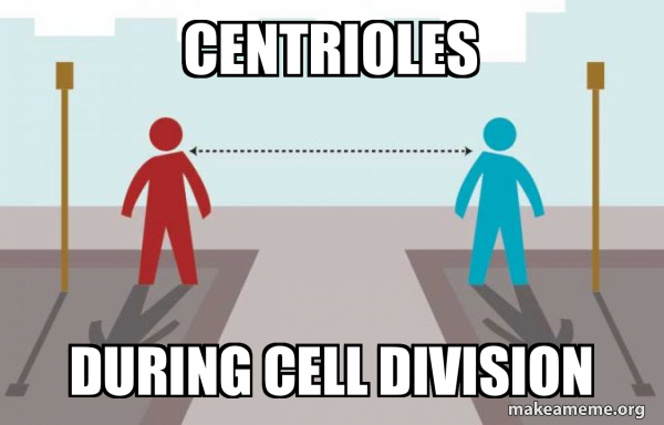 centrioles during cell division - Coronavirus Social Distancing Meme ...