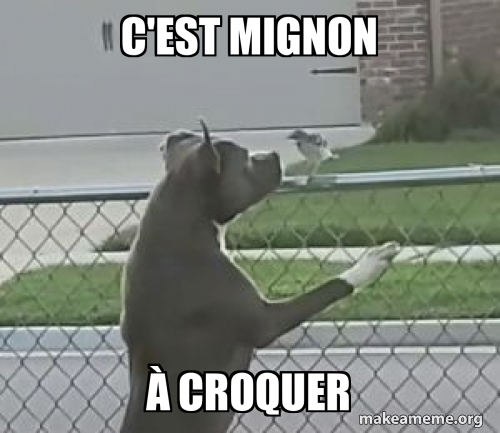 C'est mignon À croquer - Pitbull Meme Generator