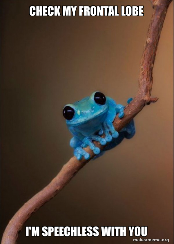Check my frontal lobe I'm speechless with you - Small Fact Frog Meme ...