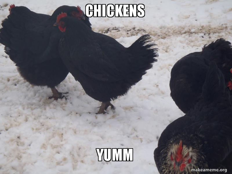 Chickens yumm - funny chicken memes Meme Generator