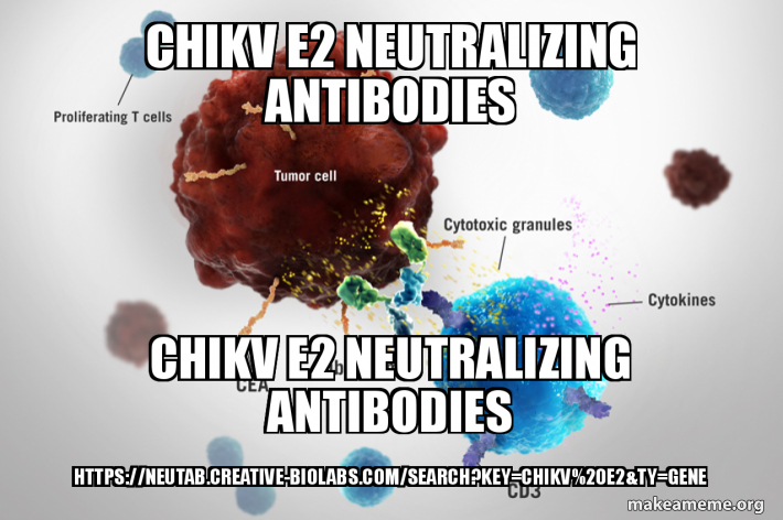 CHIKV E2 neutralizing antibodies CHIKV E2 neutralizing antibodies https ...