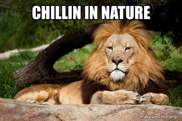 Chillin in Nature - Contemplative Lion Meme Generator