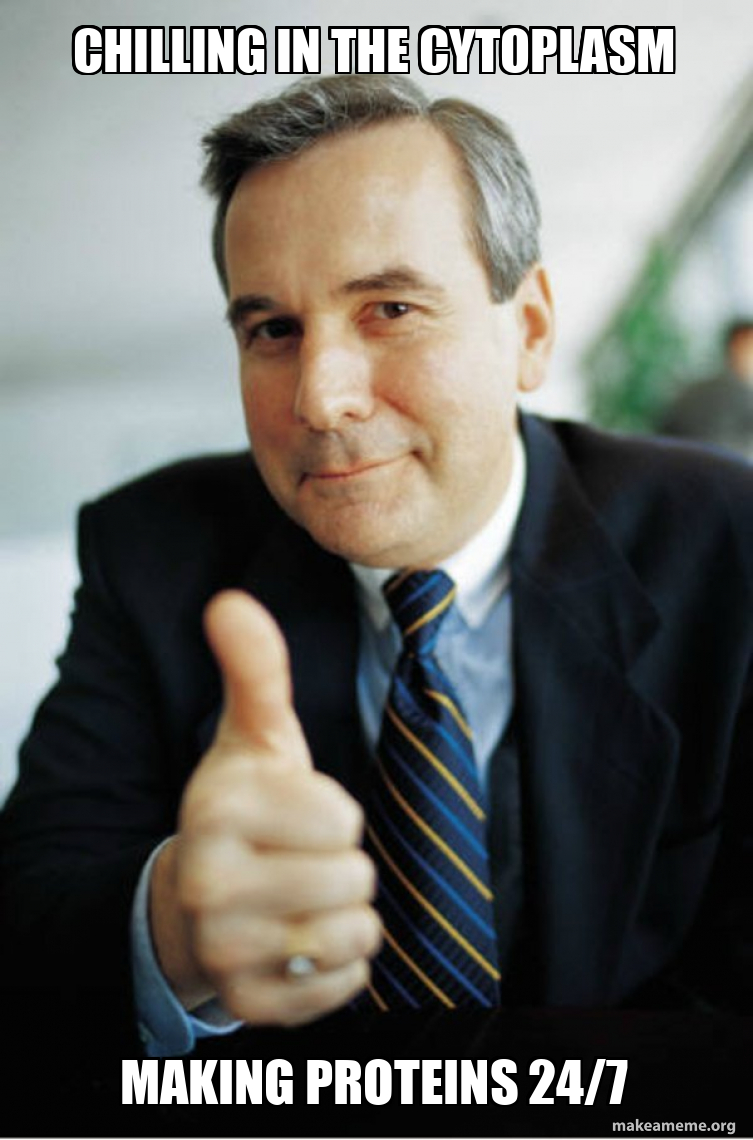 Chilling in the cytoplasm Making proteins 24/7 - Good Guy Boss Meme ...