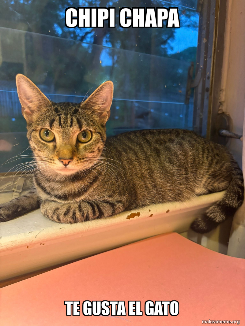 Chipi chapa Te gusta el gato Meme Generator