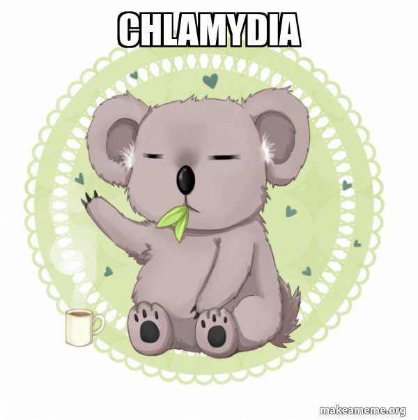 chlamydia - Aussie Koala doing the night shift Meme Generator