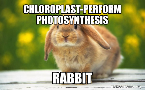 chloroplast-perform photosynthesis rabbit - Regretful Rabbit Meme Generator
