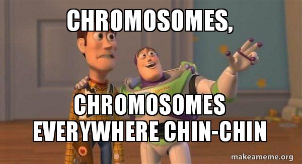 Chromosomes Memes How Many Chromosomes Do You Have Meme | TikTok