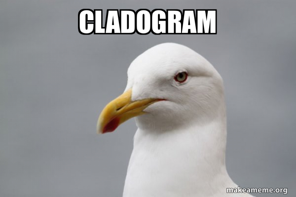 cladogram - Stuff That Didn't Happen Seagull Meme Generator