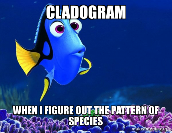 cladogram when i figure out the pattern of species - Dory from Nemo (5 ...