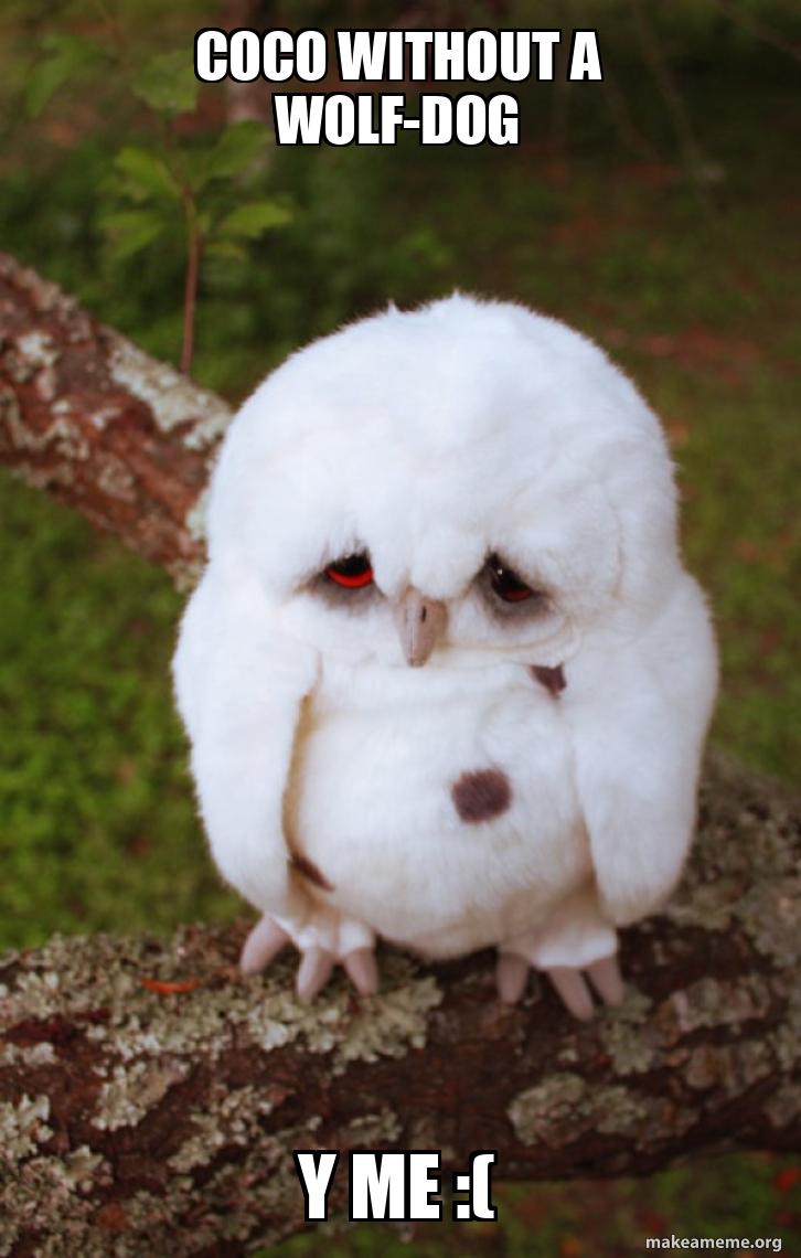 coco without a wolf-dog y me :( - Sad Owl Meme Generator