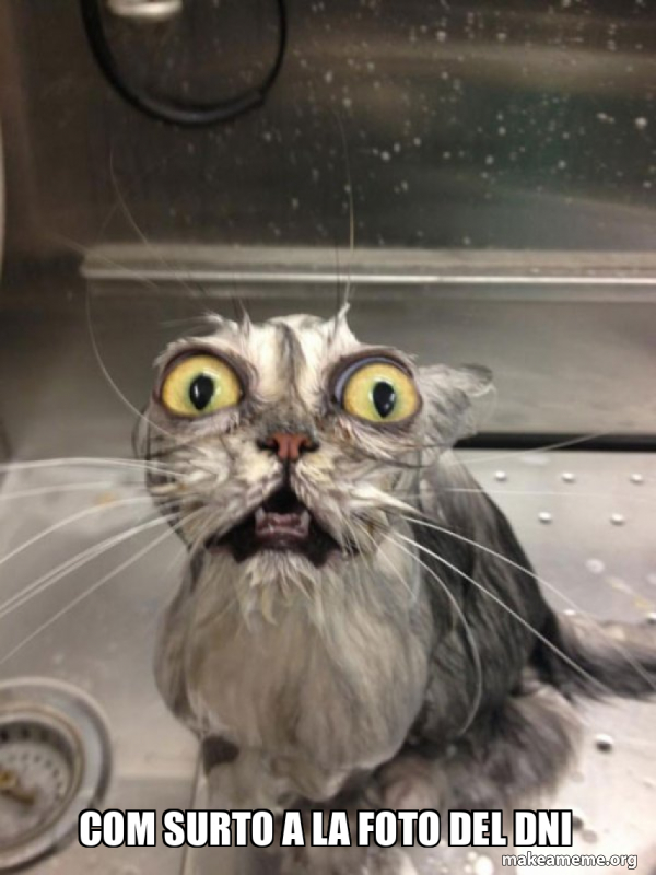 Com surto a la foto del DNI - Cat bath Meme Generator