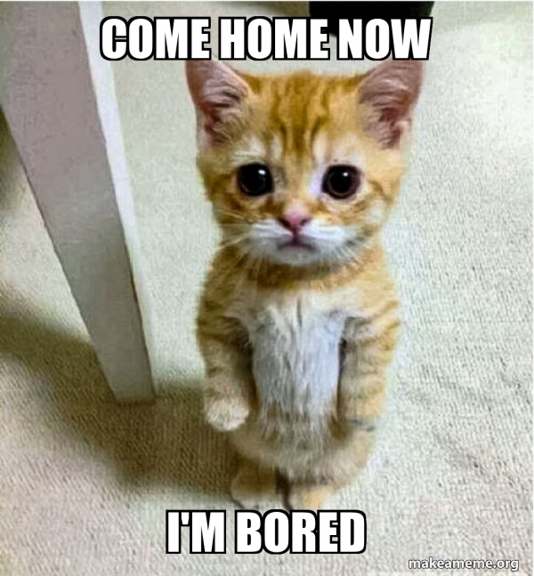 Come home now I'm bored - Cute Cat Standing Meme Generator