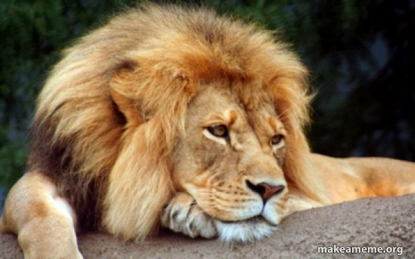 - Confession Lion Meme Generator