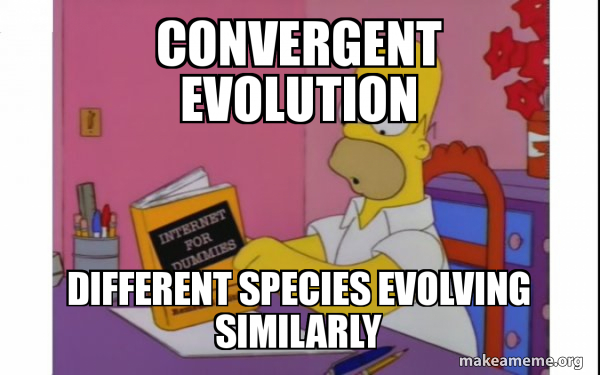 convergent evolution different species evolving similarly - Computer ...