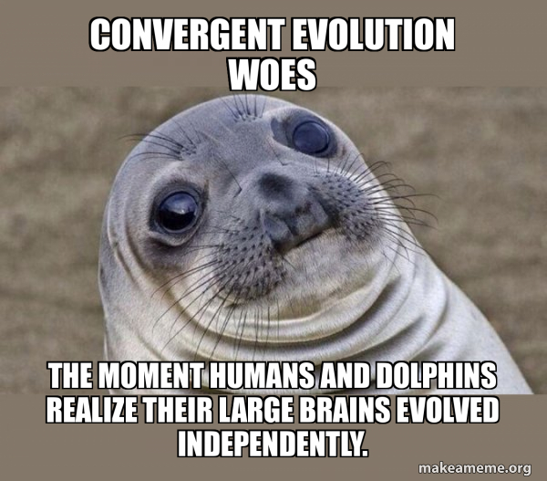 Convergent Evolution Woes The moment humans and dolphins realize their ...