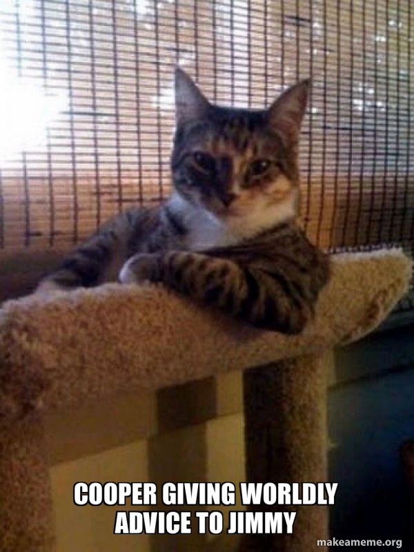 Cooper giving worldly advice to Jimmy - The Most Interesting Cat in the ...