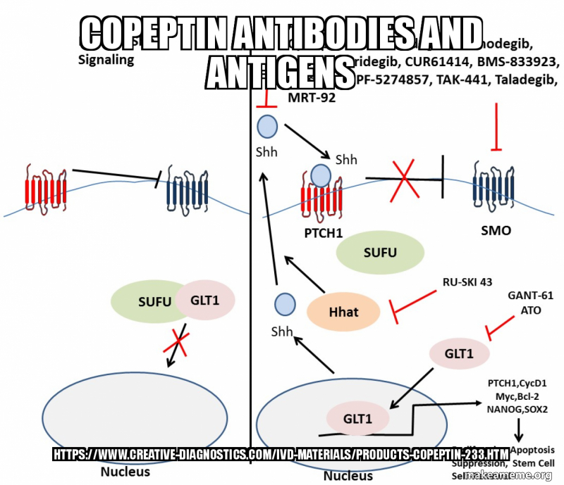 Copeptin Antibodies and Antigens https://www.creative-diagnostics.com ...