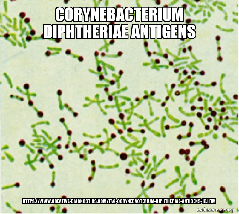 Corynebacterium Diphtheriae Antigens https://www.creative-diagnostics ...