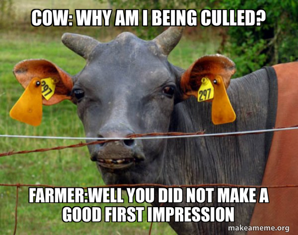 Cow: Why am I being culled? Farmer:Well you did not make a good first ...