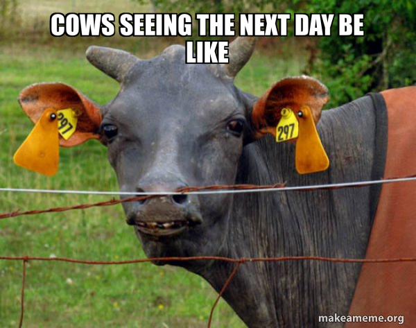 Cows seeing the next day be like - Hairless Cow Meme Generator