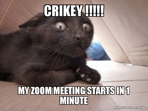 crikey !!!!! my zoom meeting starts in 1 minute - Schitzo Cat Meme ...