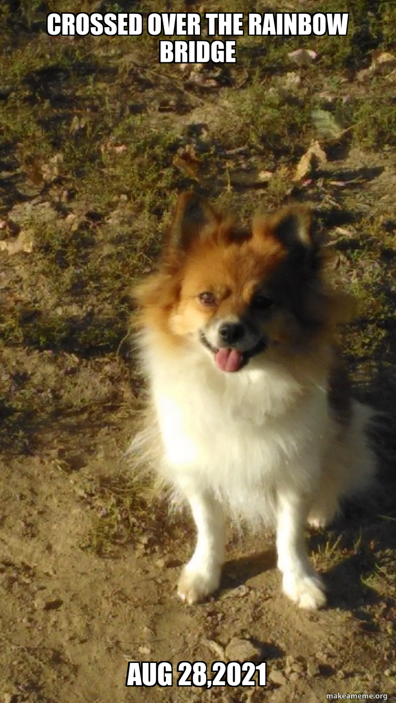 crossed over the rainbow bridge aug 28,2021 Meme Generator