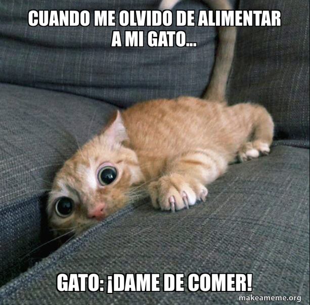 Cuando me olvido de alimentar a mi gato... Gato: ¡Dame de comer! Meme ...