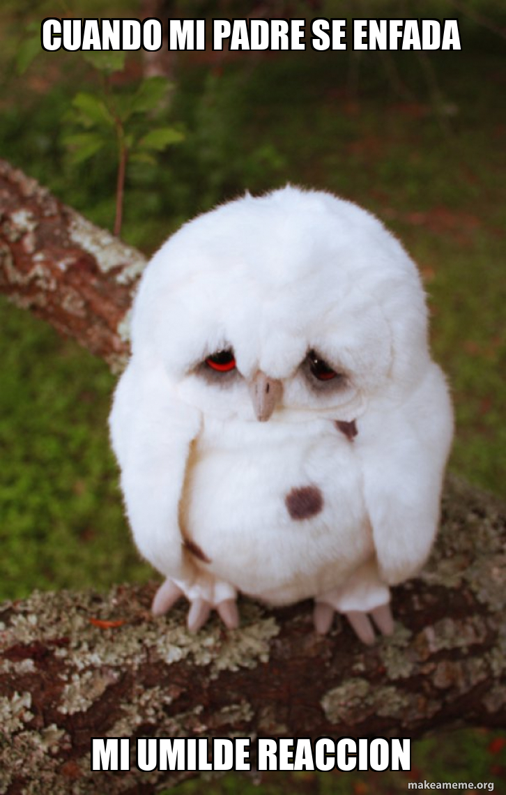 CUANDO MI PADRE SE ENFADA MI UMILDE REACCION - Sad Owl Meme Generator