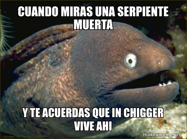 cuando miras una serpiente muerta y te acuerdas que in chigger vive ahi ...