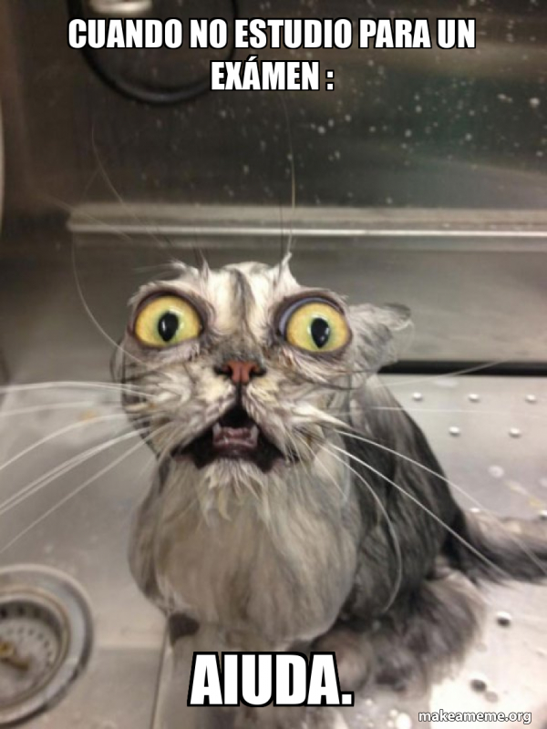 Cuando no estudio para un exámen : AIUDA. - Cat bath Meme Generator