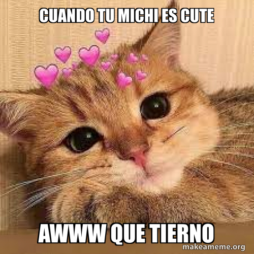 cuando tu michi es cute awww que tierno Meme Generator