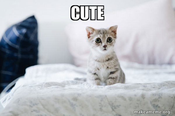 cute - Cute Kitten Meme Generator
