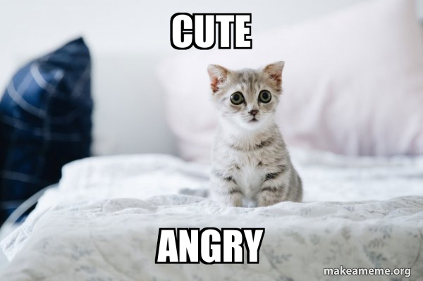 cute angry - Cute Kitten Meme Generator
